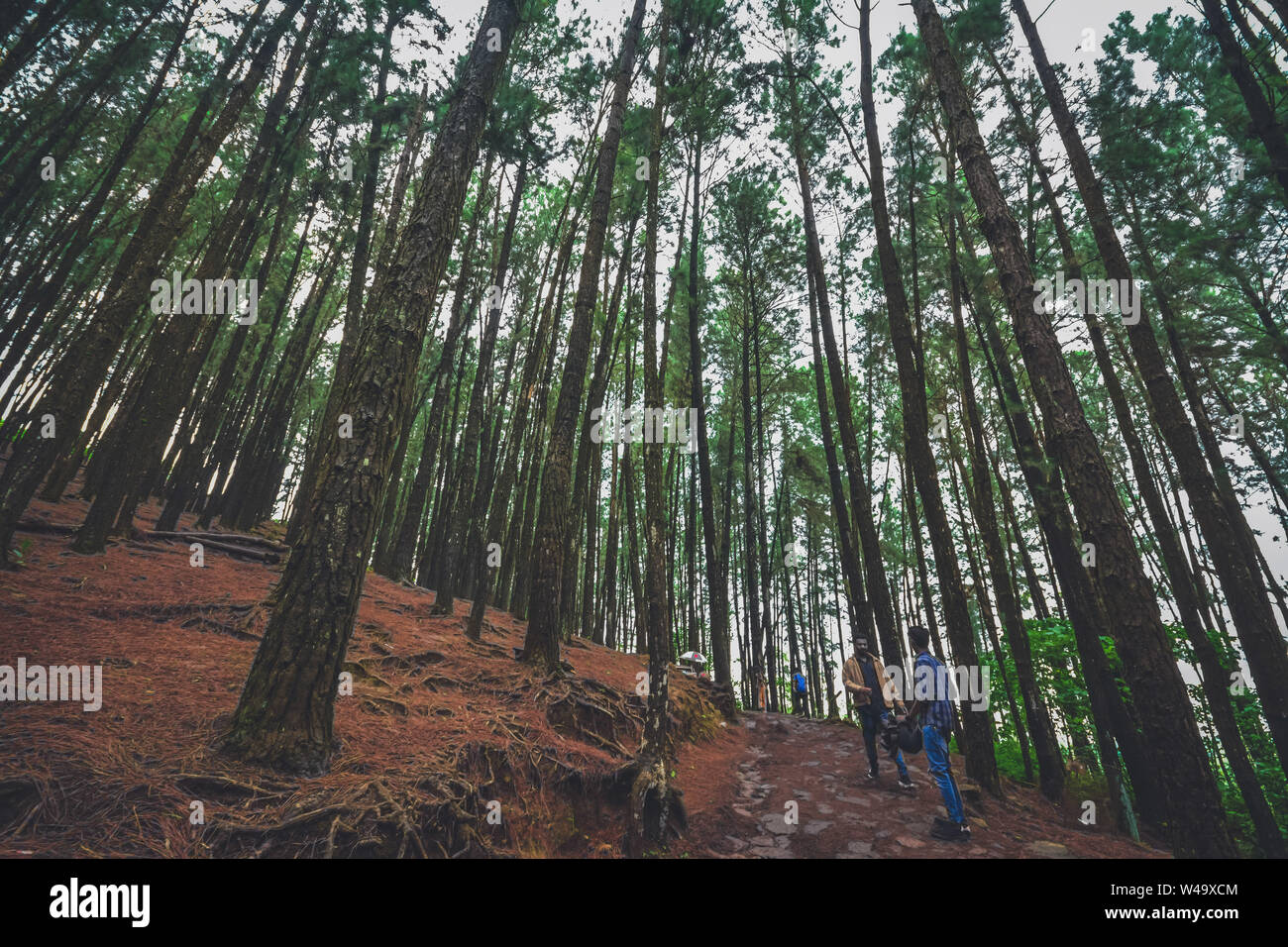 Vagamon, Kerala, India- 07 July 2019: Pine Forest in Vagamon hills is ...