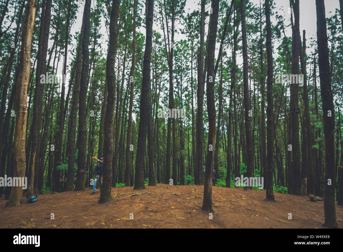 Vagamon, Kerala, India- 07 July 2019: Pine Forest in Vagamon hills is ...