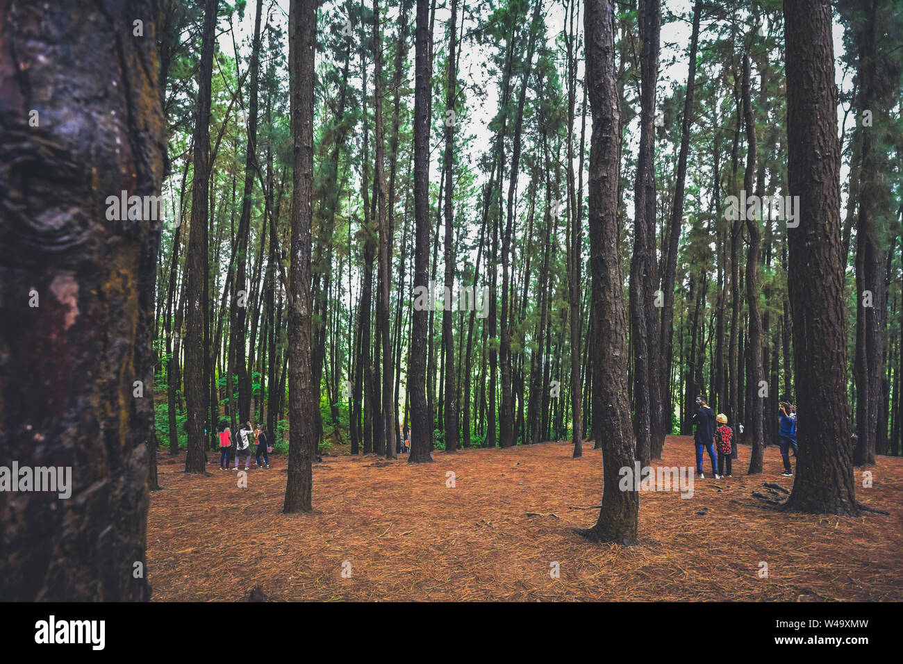 Vagamon, Kerala, India- 07 July 2019: Pine Forest in Vagamon hills is ...