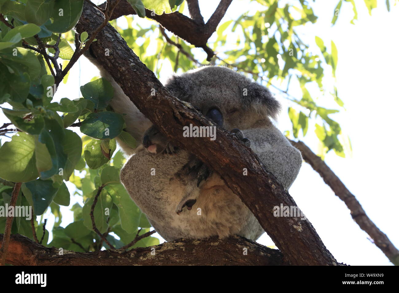 A baby koala and mother sitting in a gum tree on Magnetic Island ...