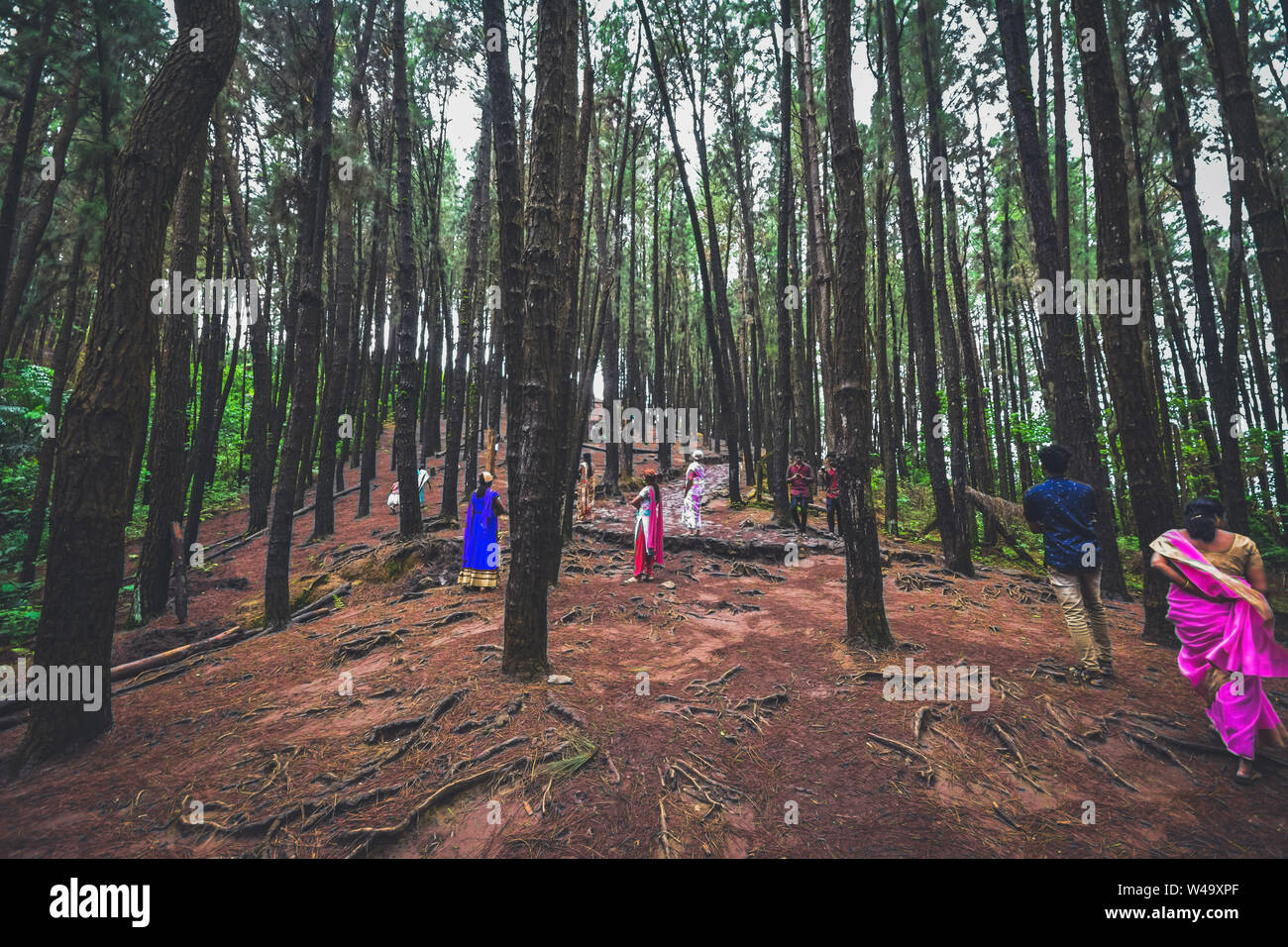 Vagamon, Kerala, India- 07 July 2019: Pine Forest in Vagamon hills is ...