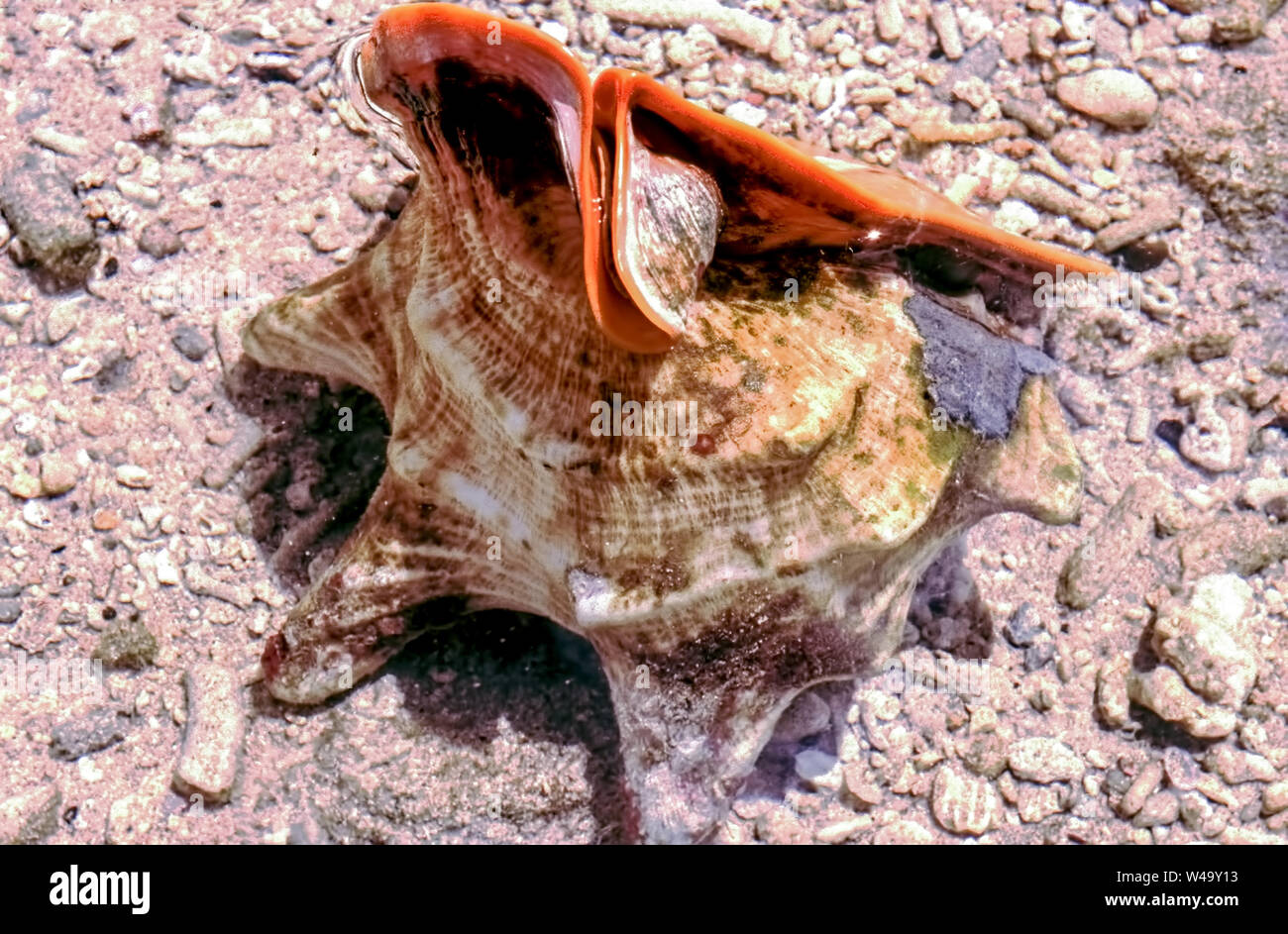 Nikobar Island-Car Nicobar,marine life-live Kingshell-in shallow sea ...