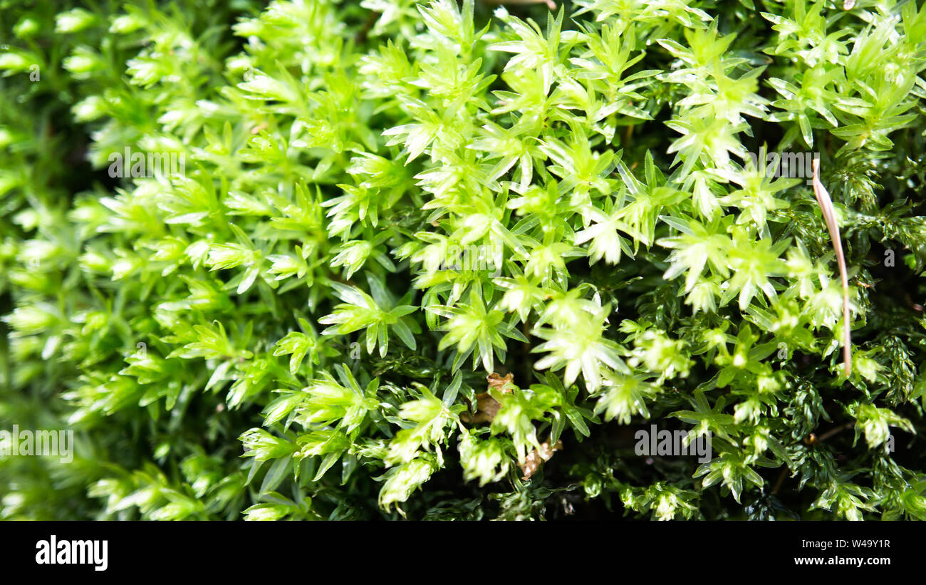 Close up macro moss garden hi-res stock photography and images - Alamy