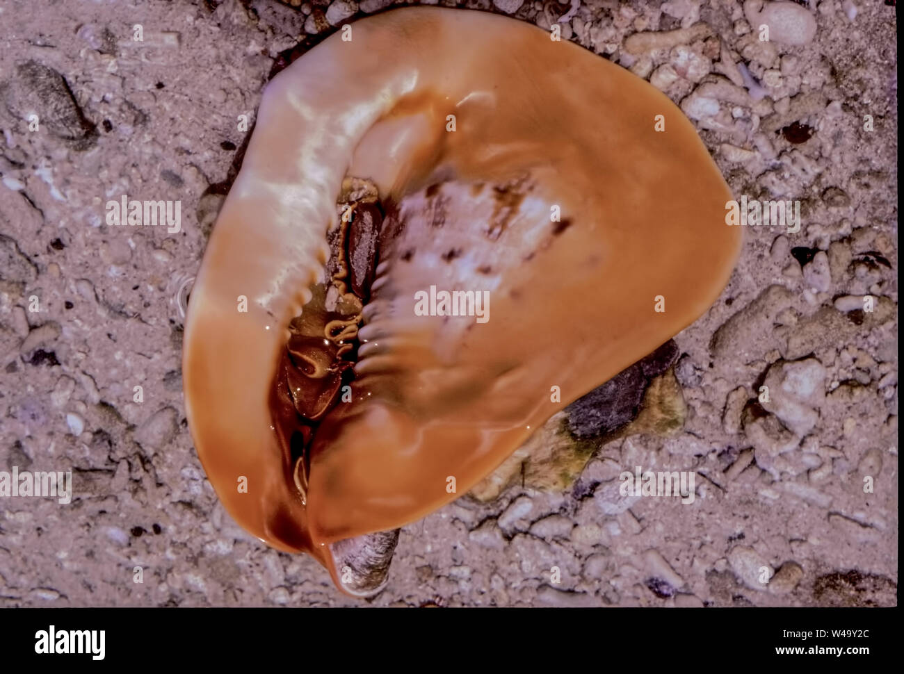 Car nicobar island hi-res stock photography and images - Alamy