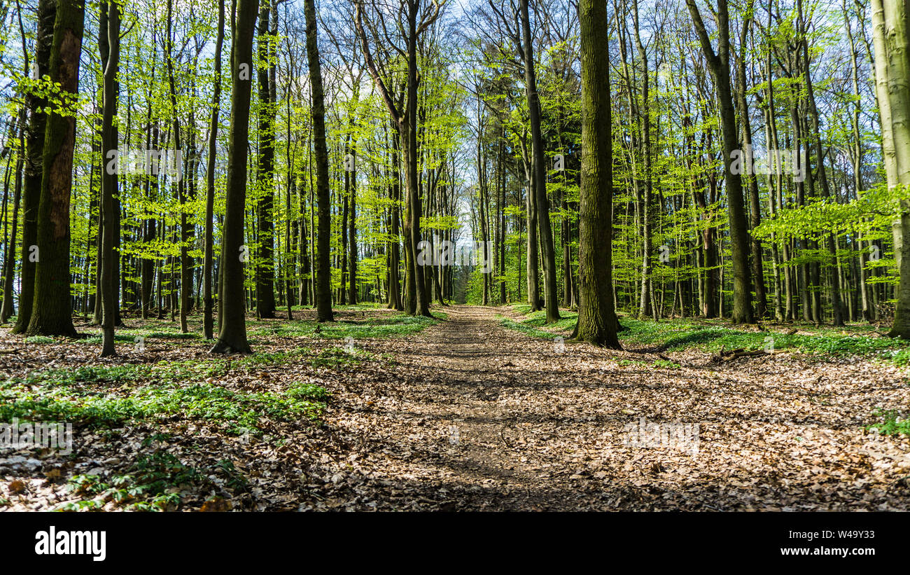 green trees in may Stock Photo - Alamy