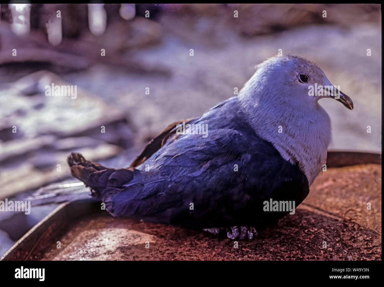 Nicober group,Islands,Nancowri, island ,Wild life, Nicobar,Imperial ...