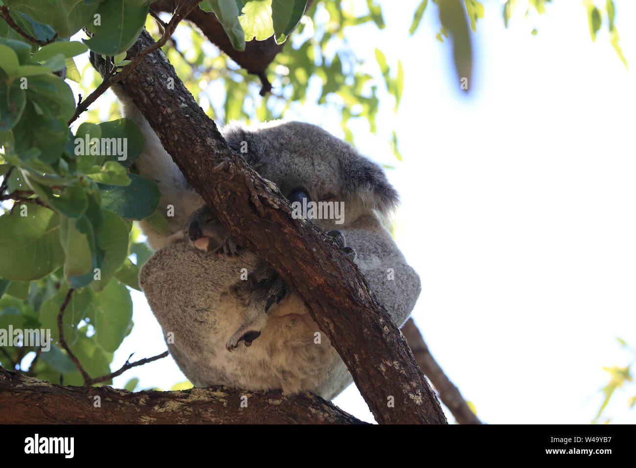 A baby koala and mother sitting in a gum tree on Magnetic Island ...