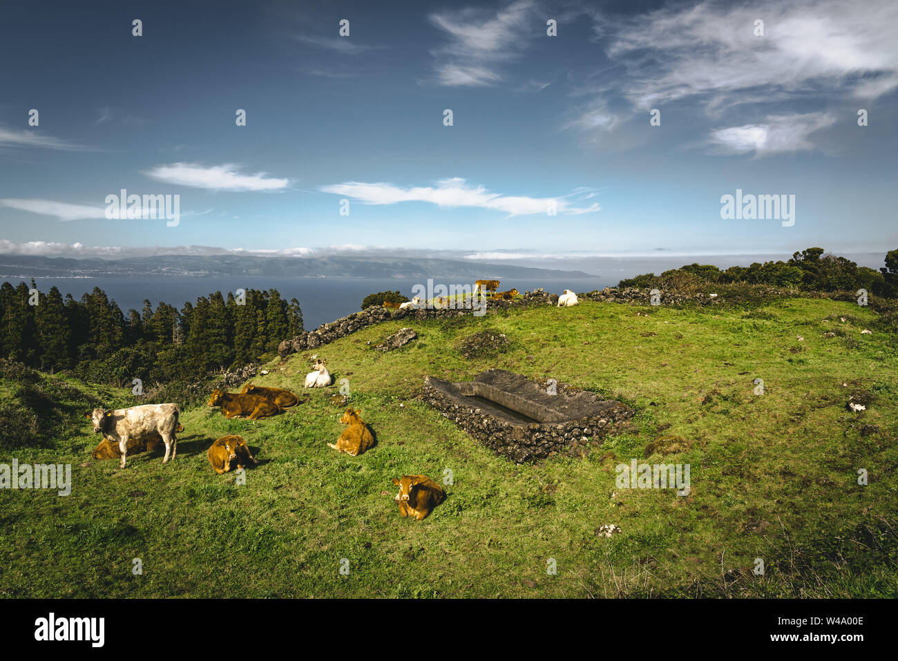 Cows near Straight EN3 longitudinal road northeast of Mount Pico and ...