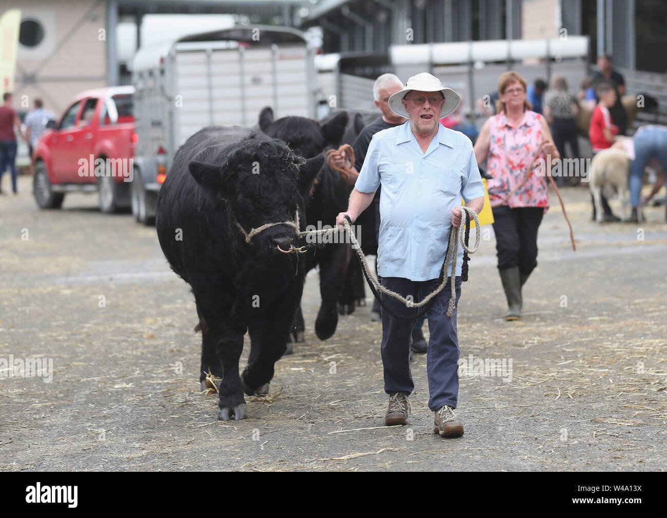 Black Welsh Cattle High Resolution Stock Photography and Images - Alamy