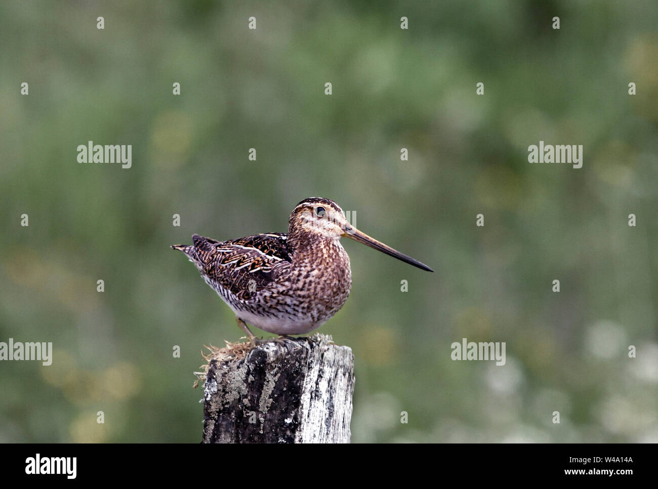 common snipe on a post Stock Photo - Alamy