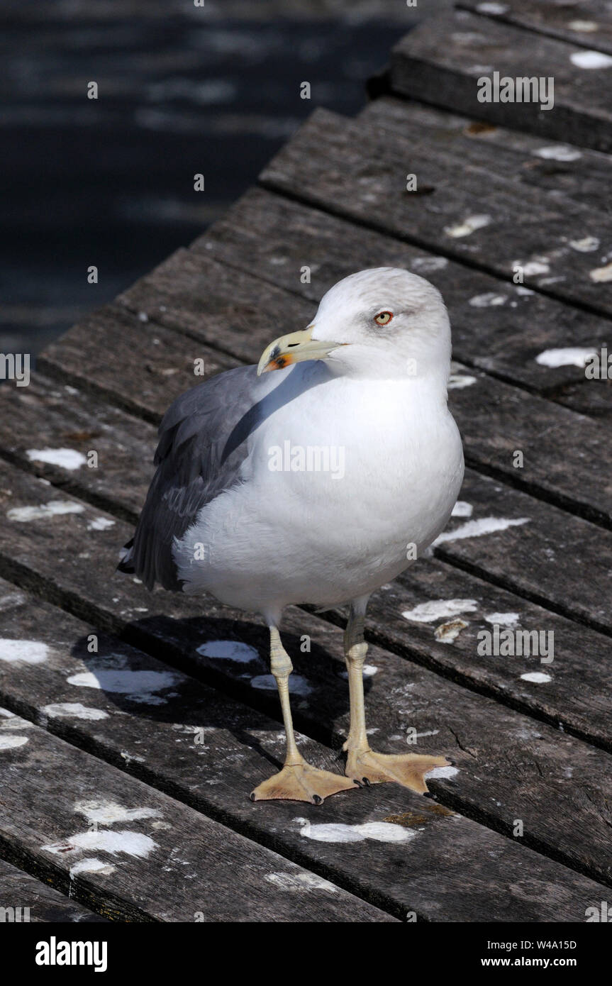 Gull facing left hi-res stock photography and images - Alamy