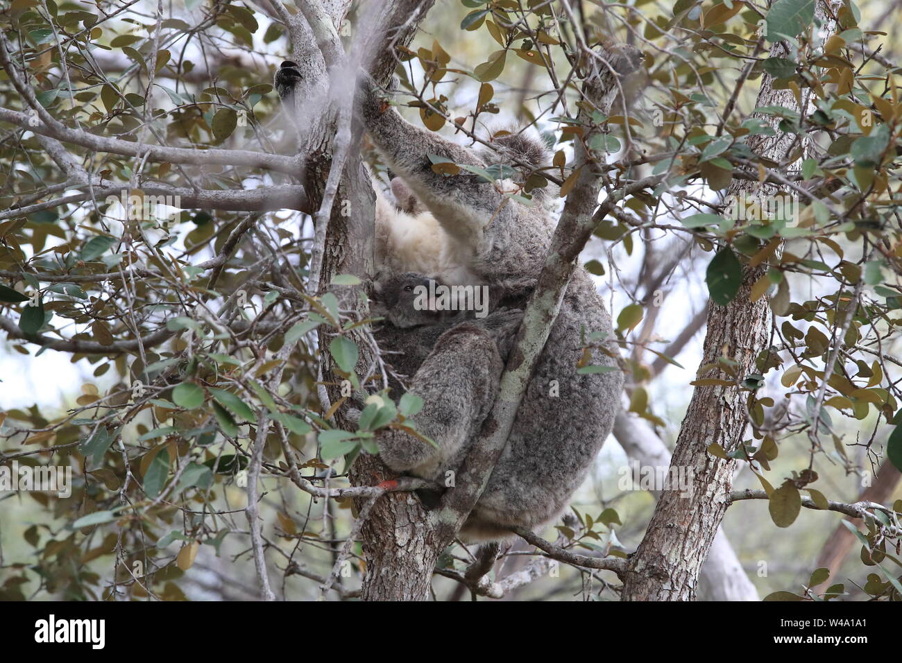 A baby koala and mother sitting in a gum tree on Magnetic Island ...