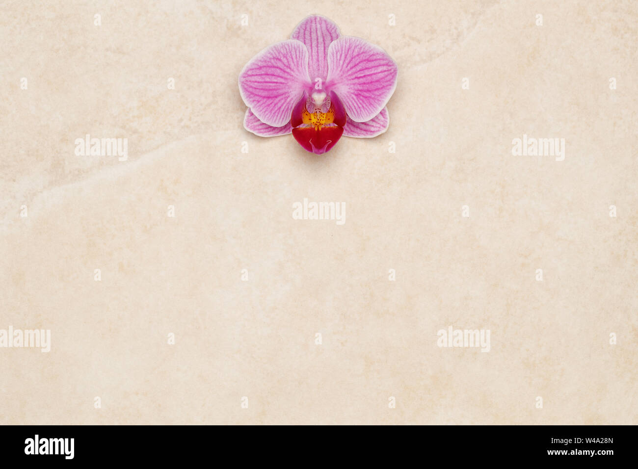 Purple orchid flower on marble background, horizontal Stock Photo - Alamy