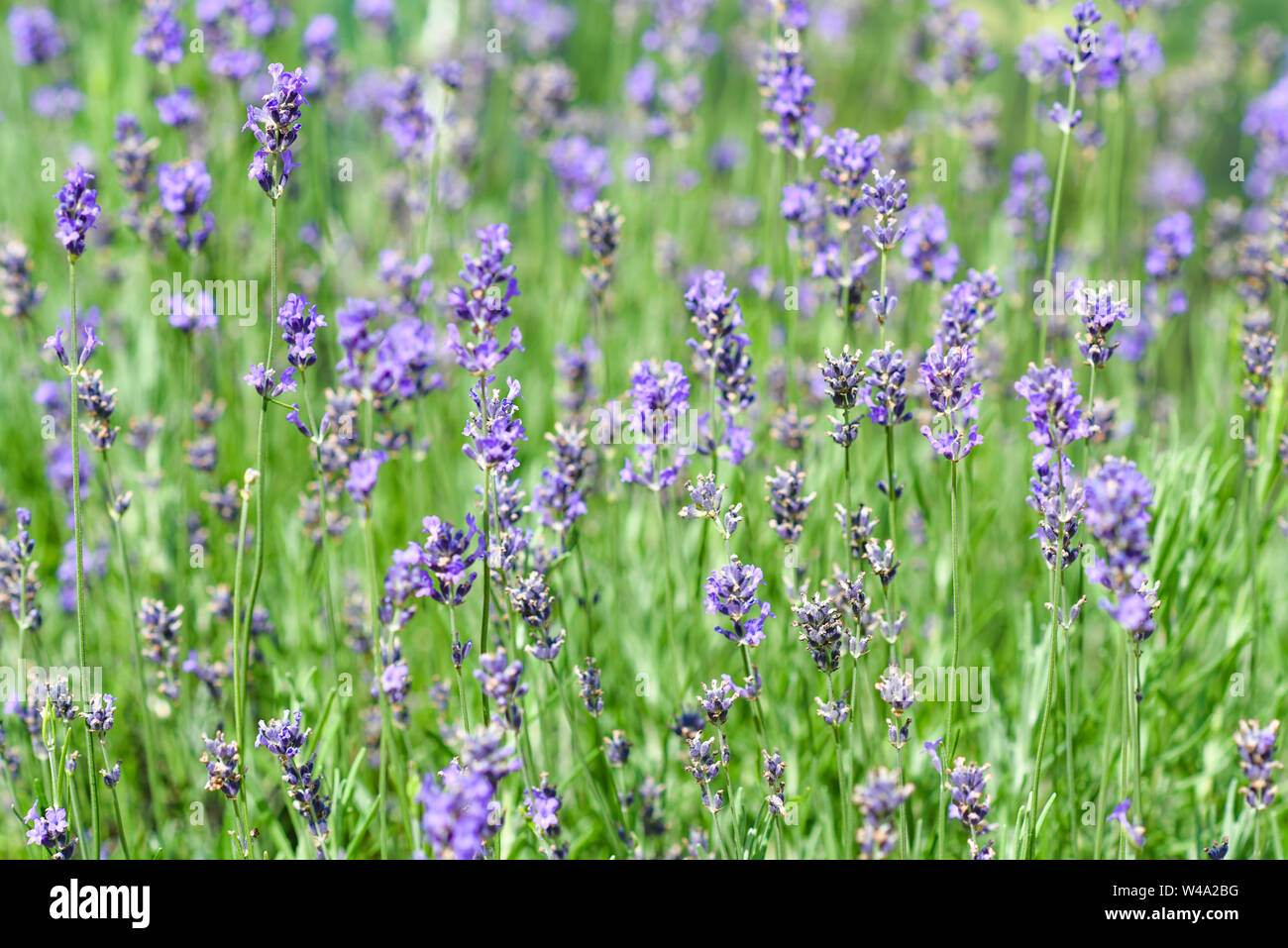 Lavender blooming in the garden Stock Photo - Alamy