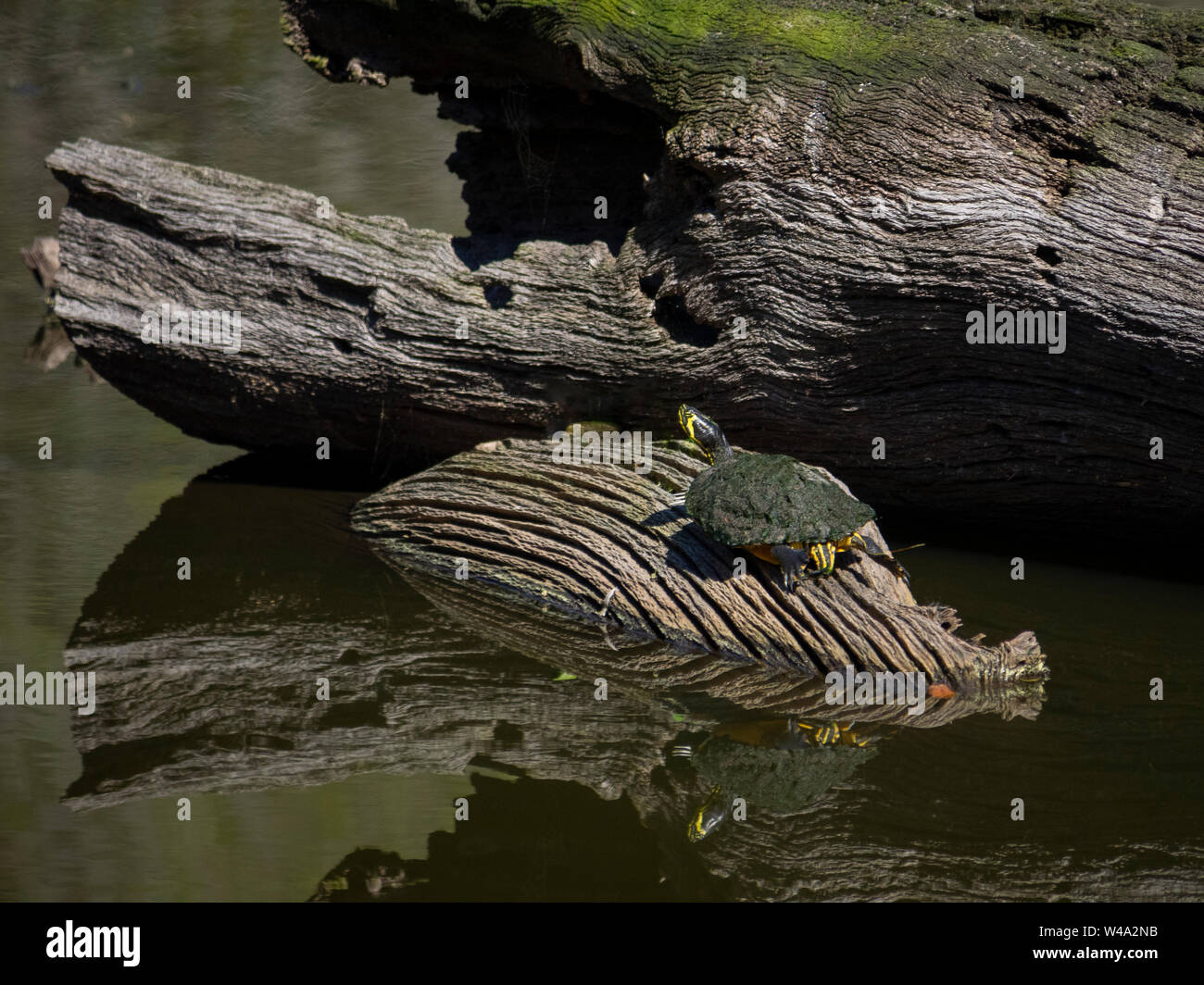 Cute little turtle Stock Photo - Alamy