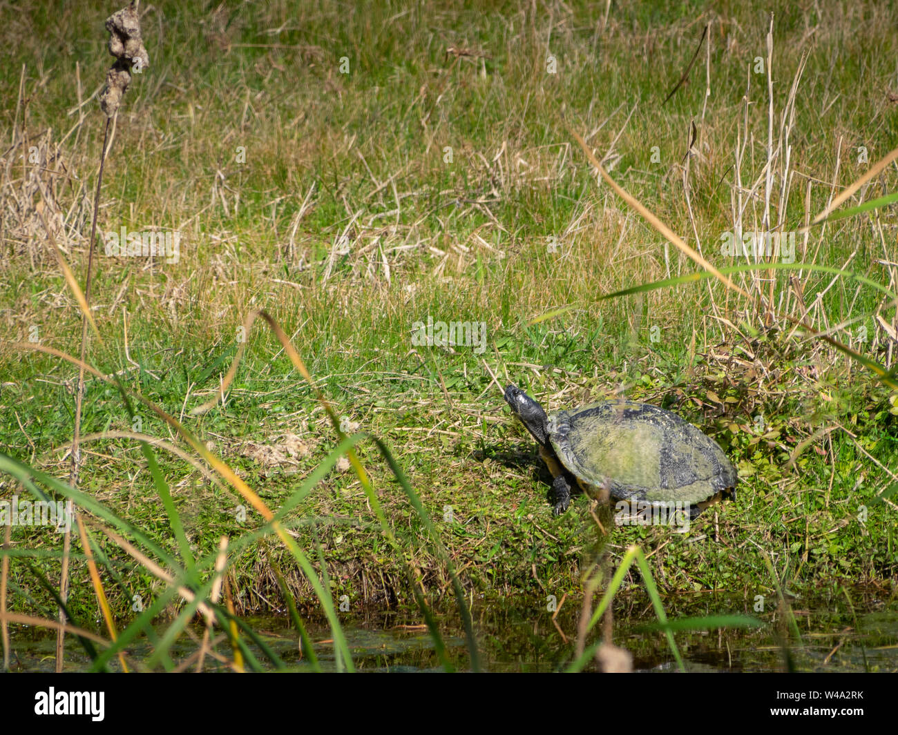 Cute little turtle Stock Photo - Alamy