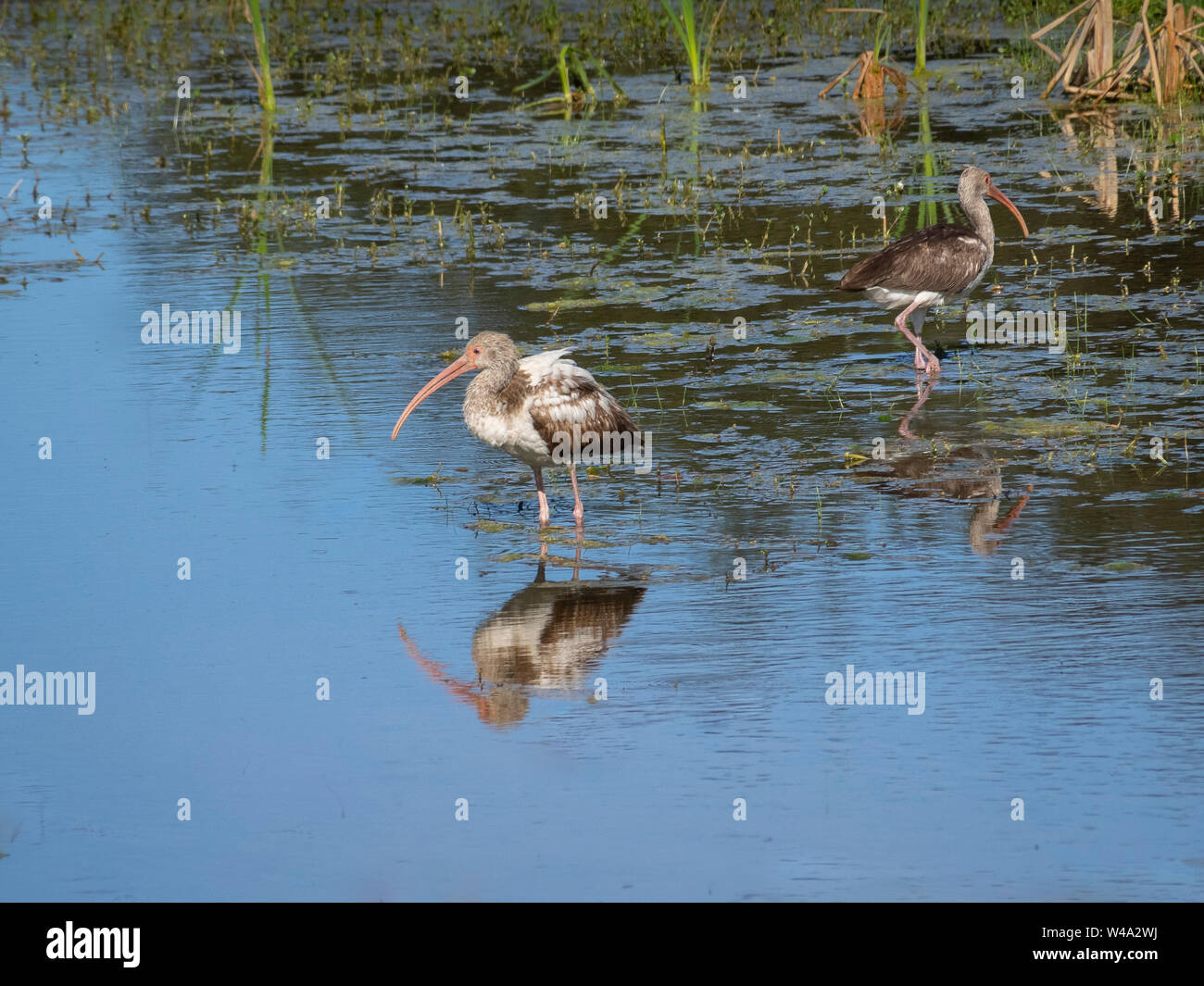 Juveline hi-res stock photography and images - Alamy
