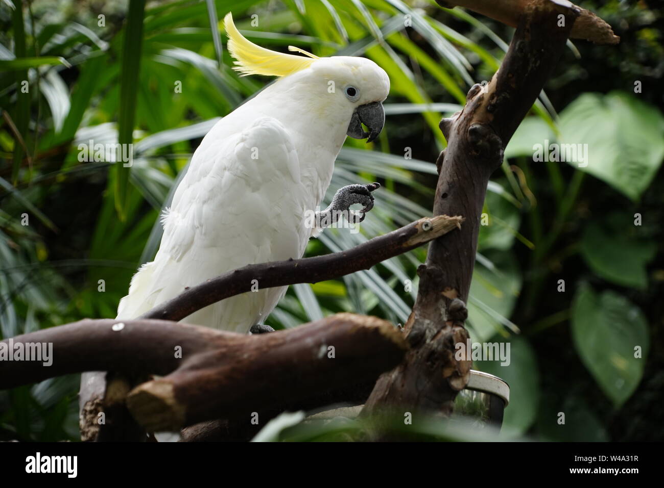 Parrott family hi-res stock photography and images - Alamy