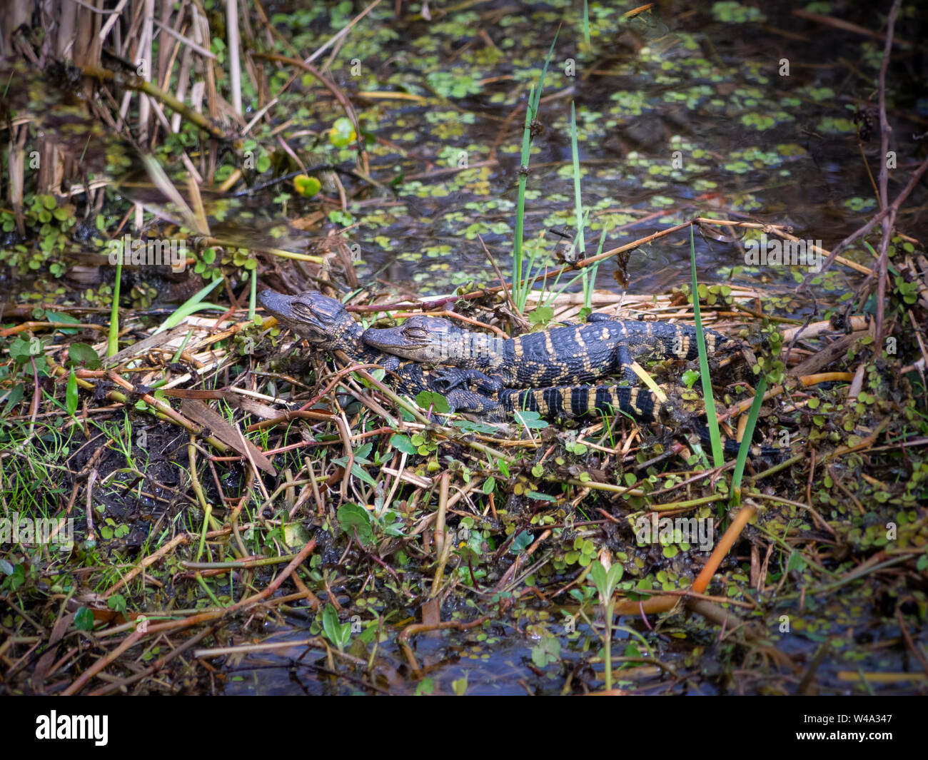 Cute baby alligator hi-res stock photography and images - Alamy