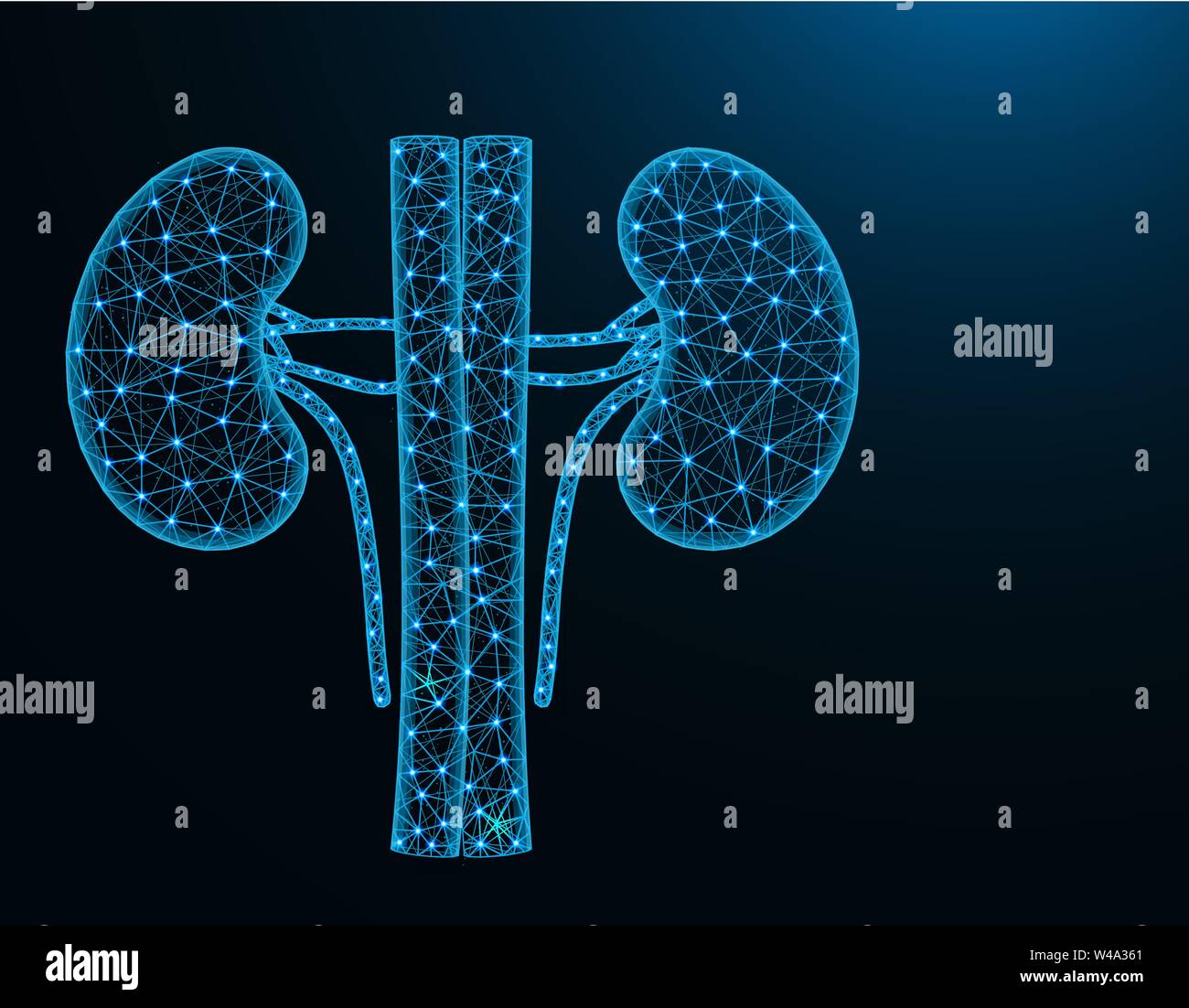 Kidneys with artery and veins low poly model, human organs abstract ...