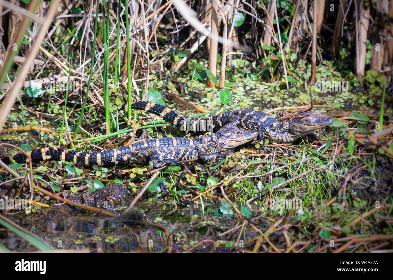 Cute little alligator baby Stock Photo - Alamy