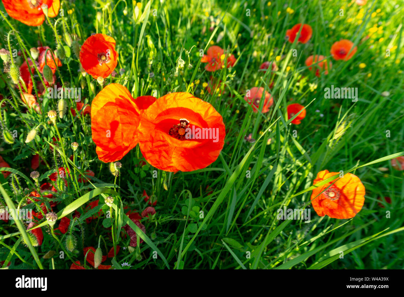 orange, rot, Mohn, blüht, offen, mit, verblühtem, Stempel, und, grünem ...
