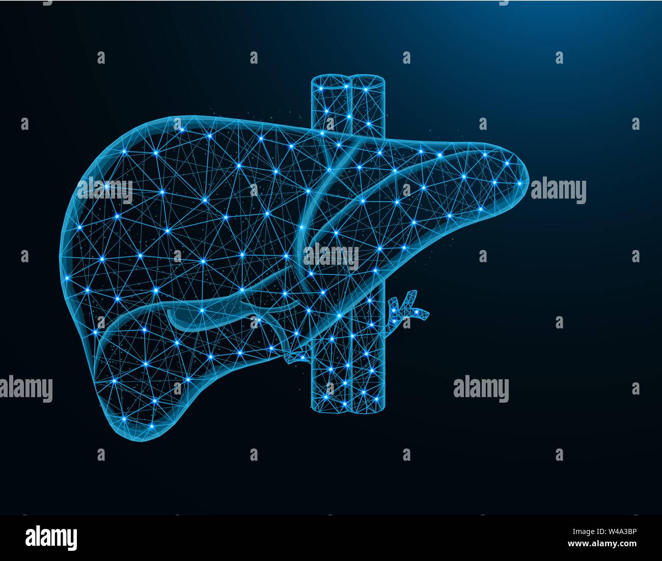 Liver veins hi-res stock photography and images - Alamy