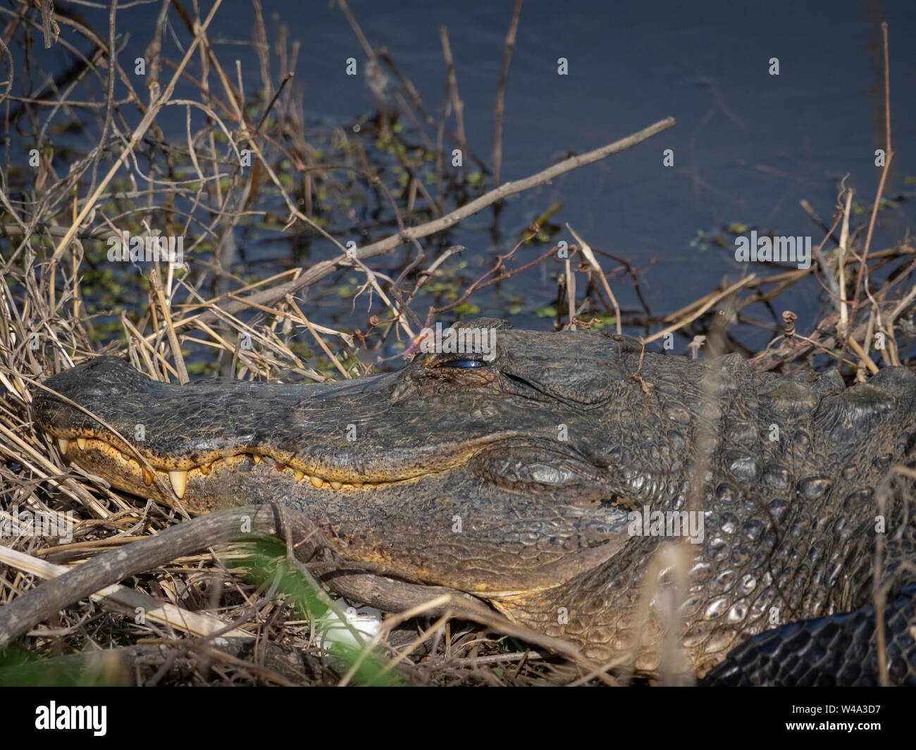 Big grass plants in winter hi-res stock photography and images - Alamy