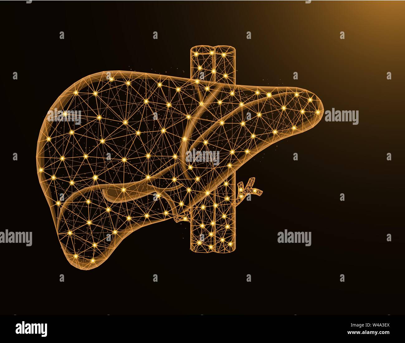 Liver with artery and veins low poly model, human organs abstract ...