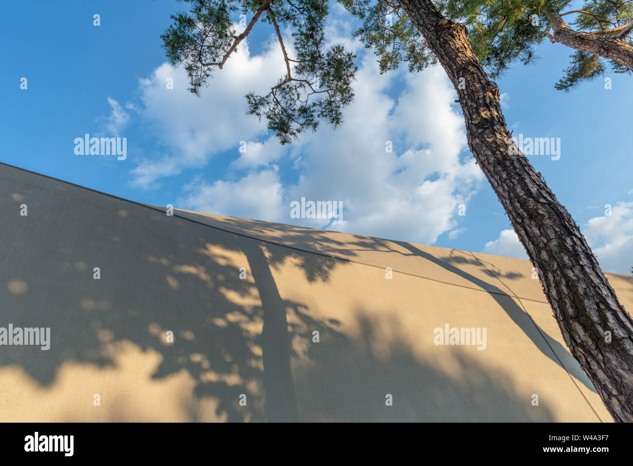 Shadow of a pine tree cast on a modern building wall with blue sky and ...