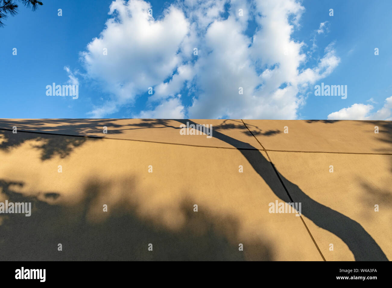 Shadow of a pine tree cast on a modern building wall with blue sky and ...