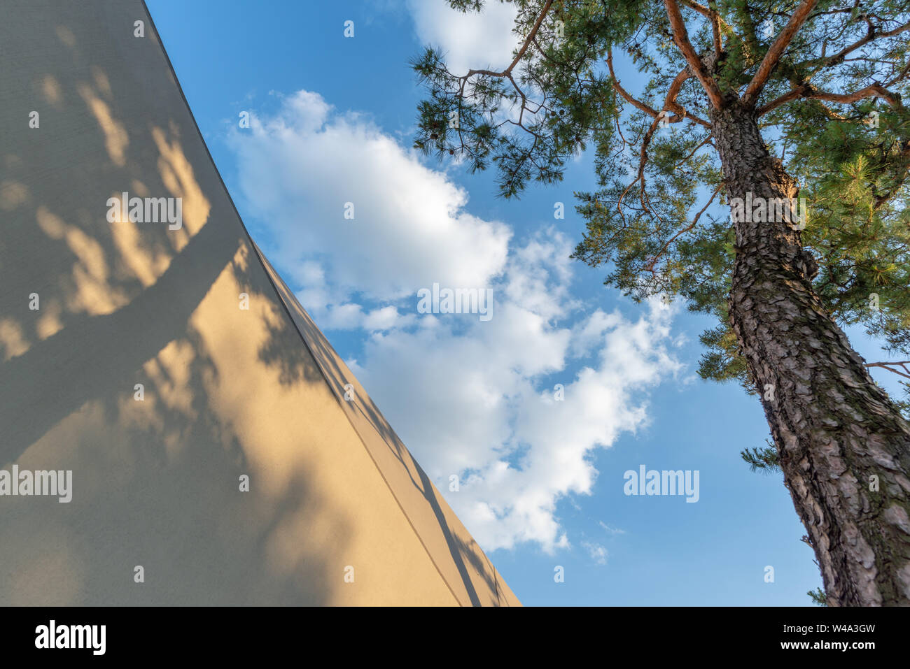 Shadow of a pine tree cast on a modern building wall with blue sky and ...