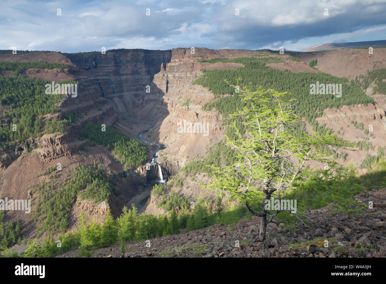 Pine trees and waterfalls in canyon of Kanda river, Putorana plateau ...