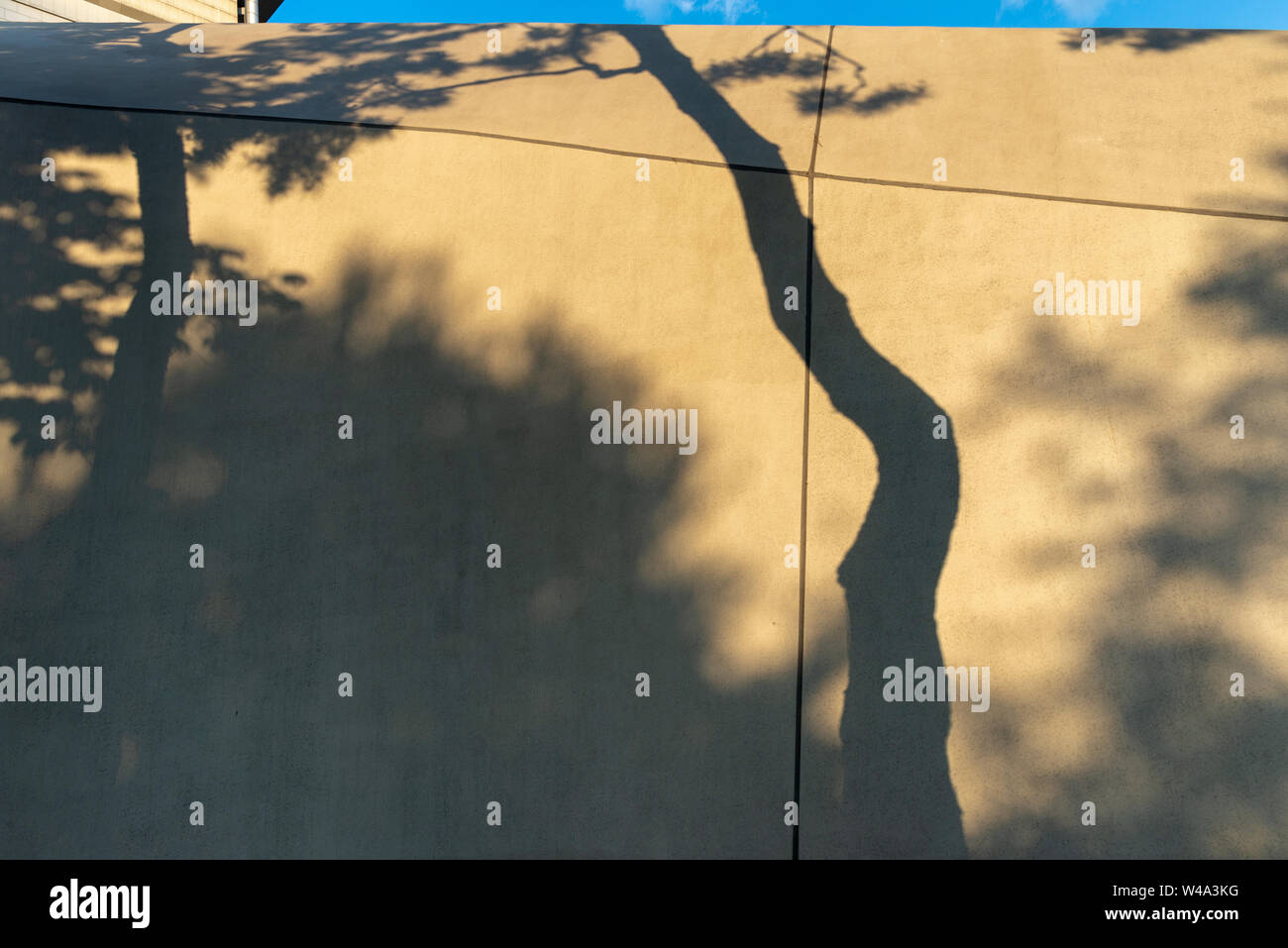Shadow of pine trees cast on a modern building wall, taken at the end ...