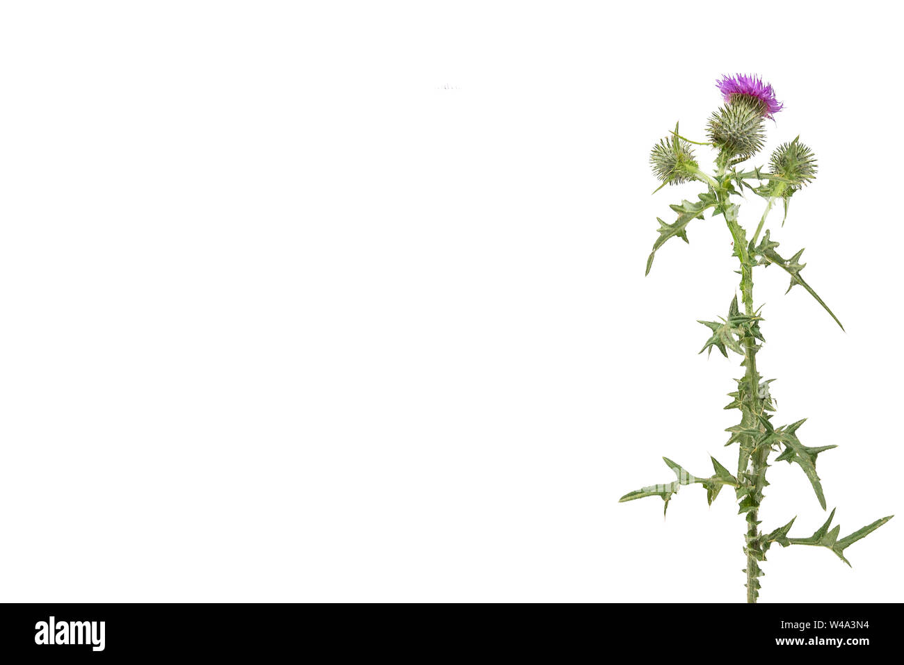 A large isolated Thistle with stem and leaves weighted to the right ...