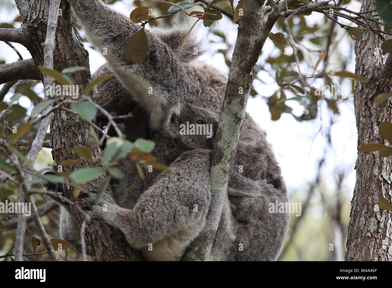 A baby koala and mother sitting in a gum tree on Magnetic Island ...