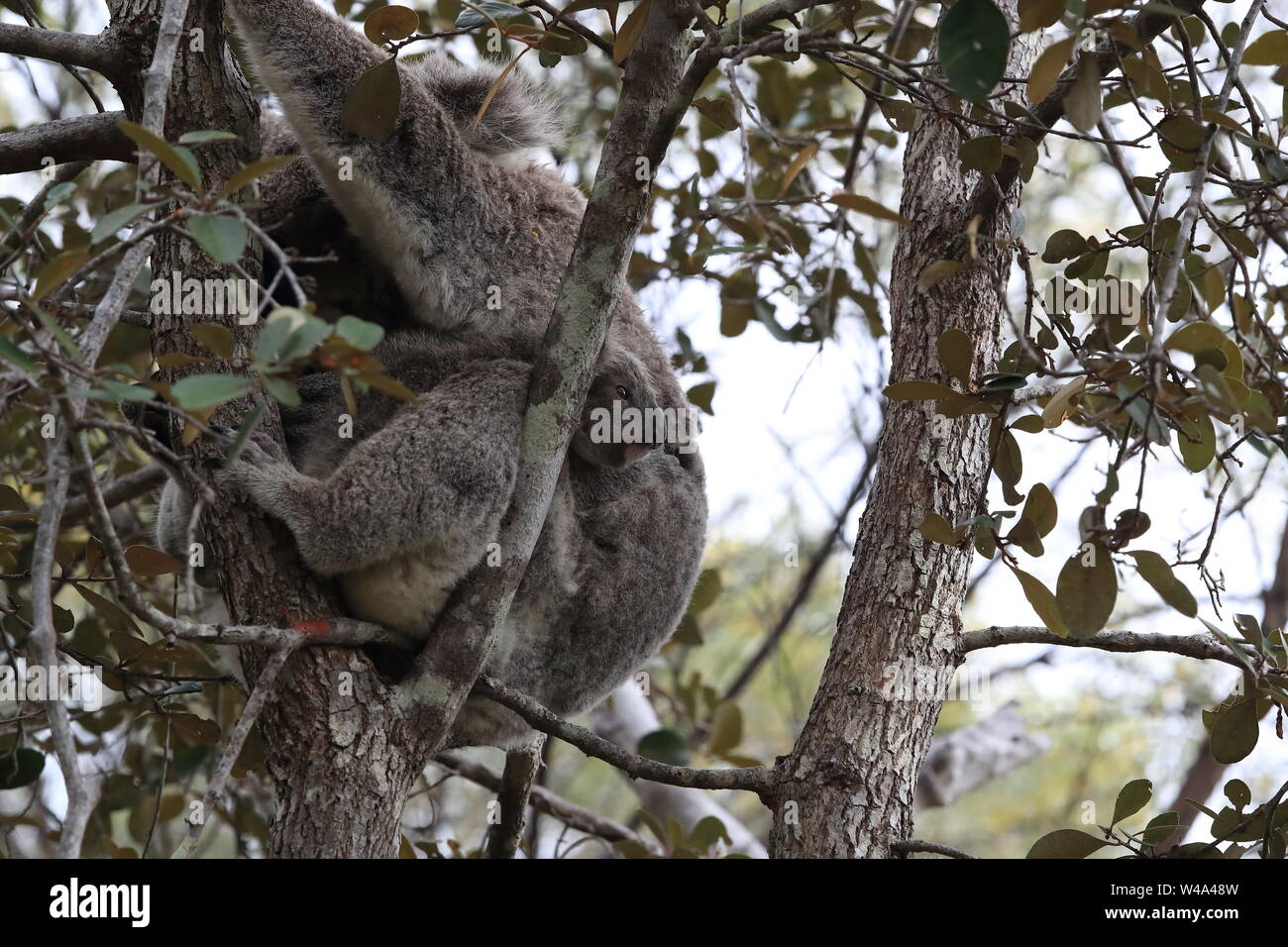 A baby koala and mother sitting in a gum tree on Magnetic Island ...