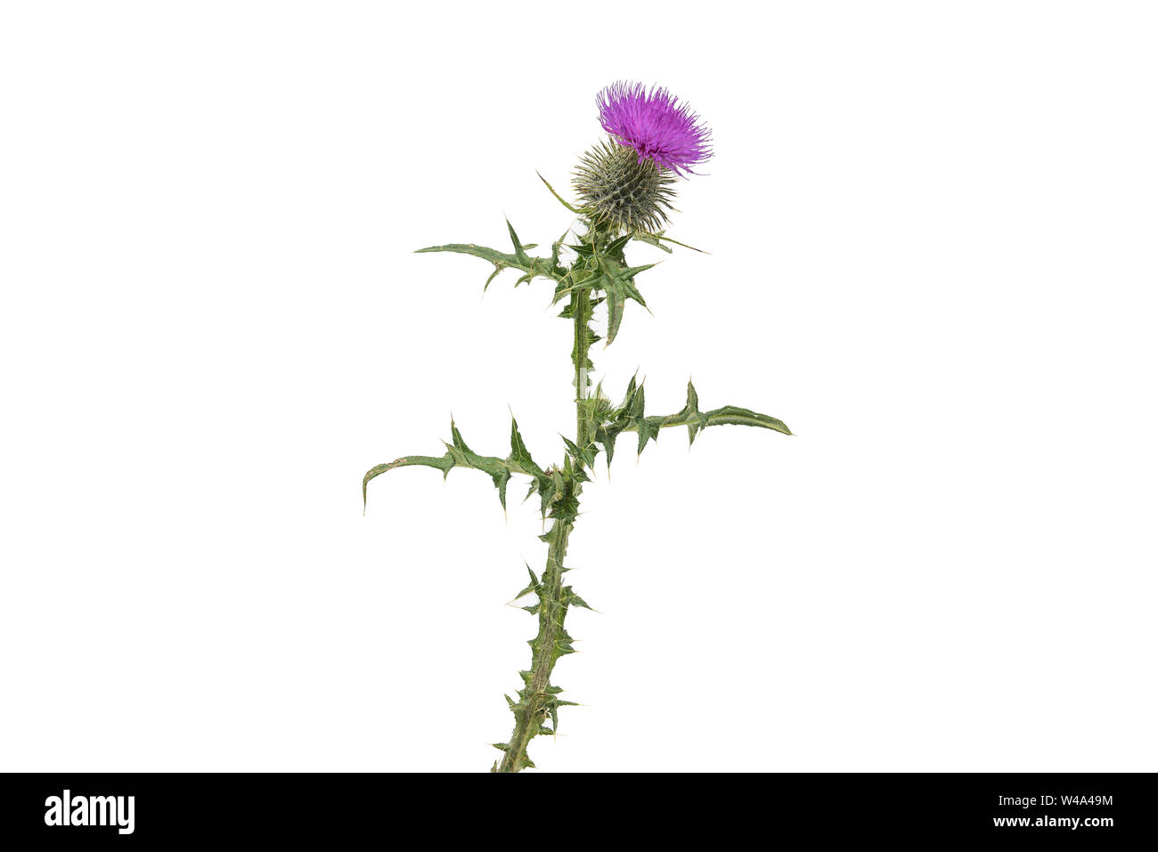 A large isolated Thistle with stem and leaves weighted to the centre of ...