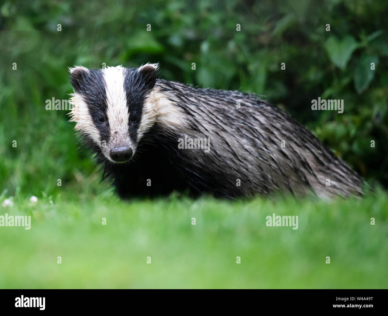 A wild Badger (Meles meles) foraging in the rain, late evening ...