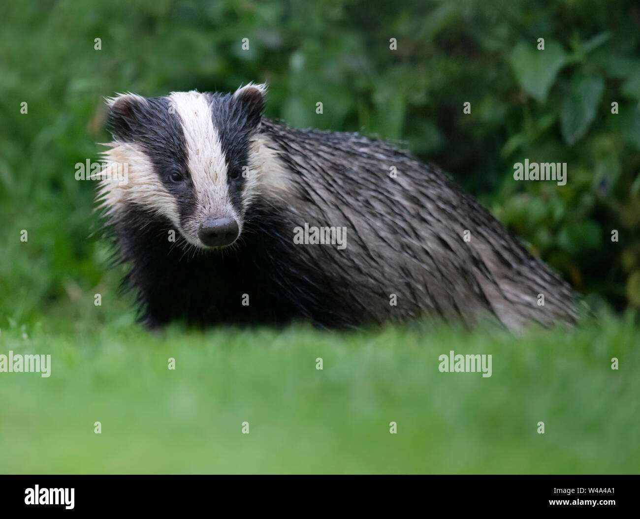 A wild Badger (Meles meles) foraging in the rain, late evening ...