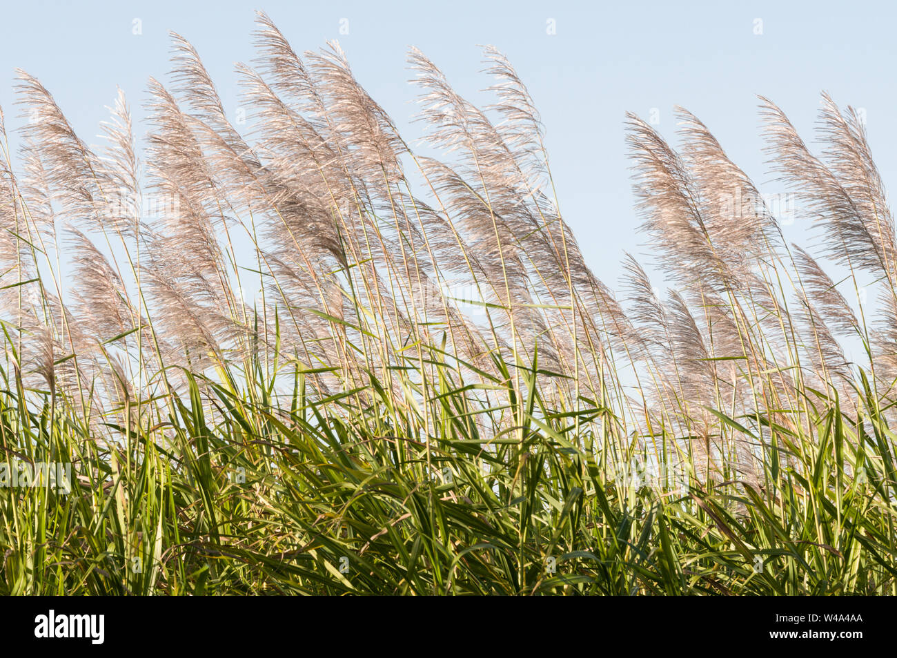 Sugar cane fields in the Mackay area of Queensland in Australia. Mackay ...
