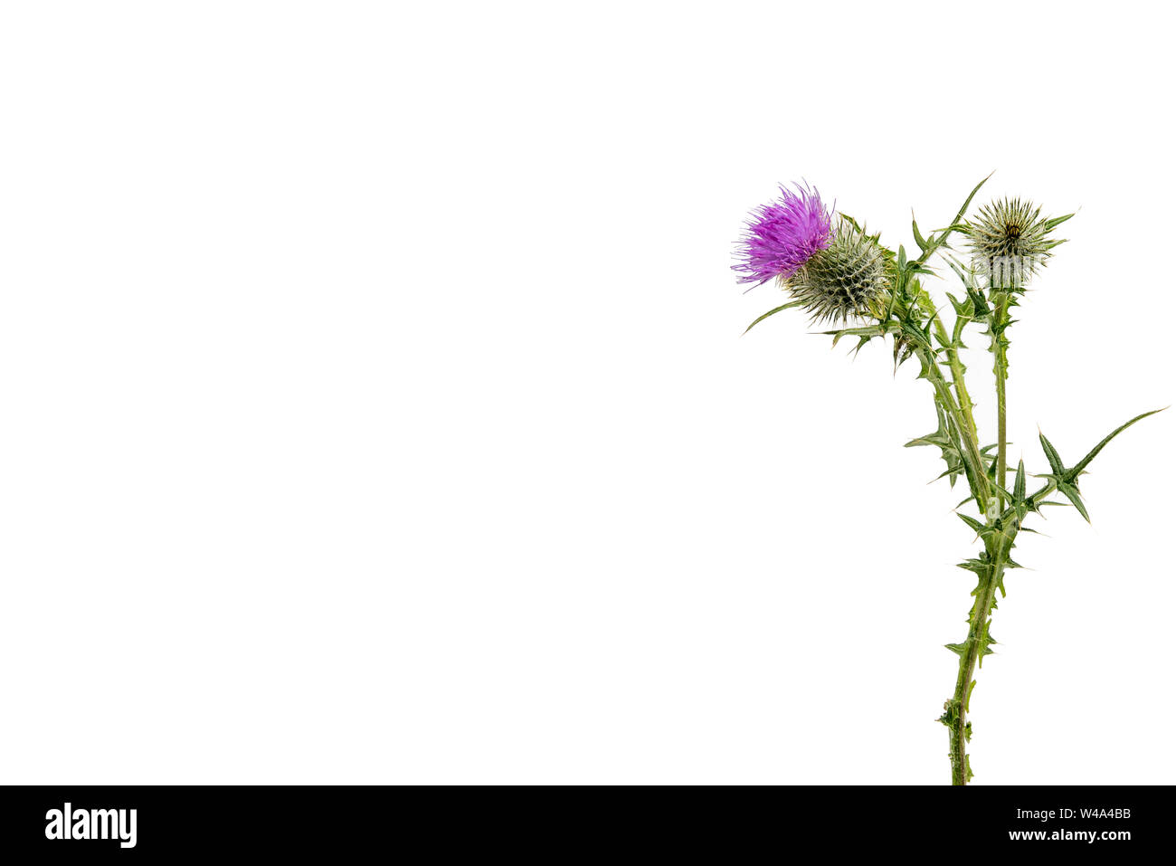 A large isolated Thistle with stem and leaves weighted to the right ...