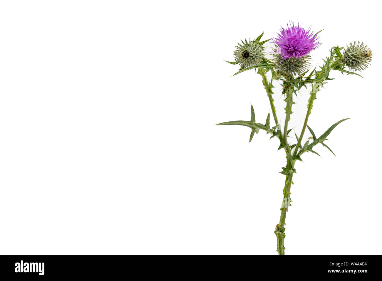 A large isolated Thistle with stem and leaves weighted to the right ...