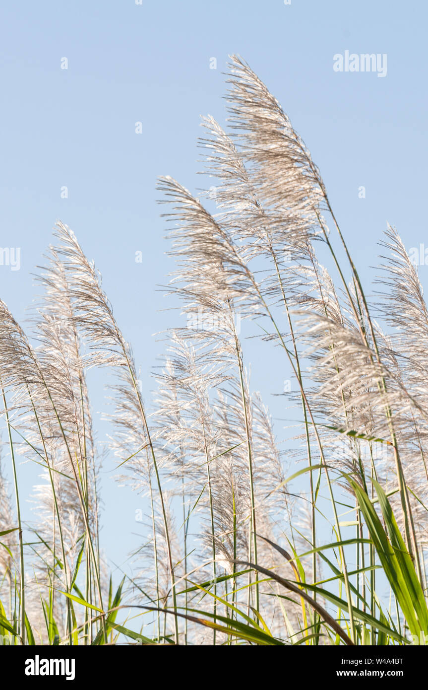 Sugar cane fields in the Mackay area of Queensland in Australia. Mackay ...