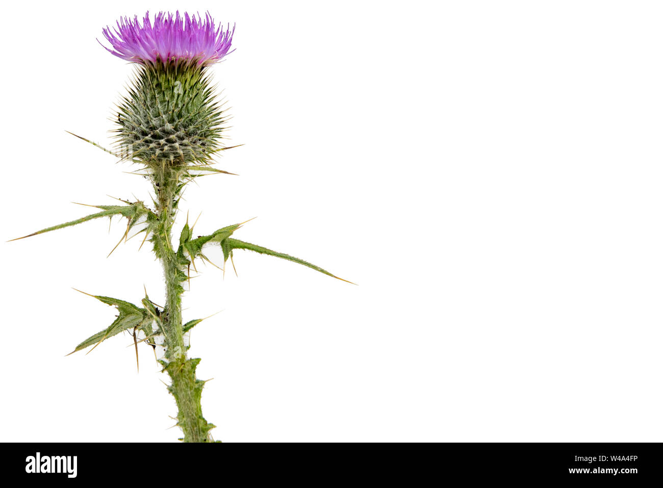 A large isolated Thistle with stem and leaves weighted to the left with ...