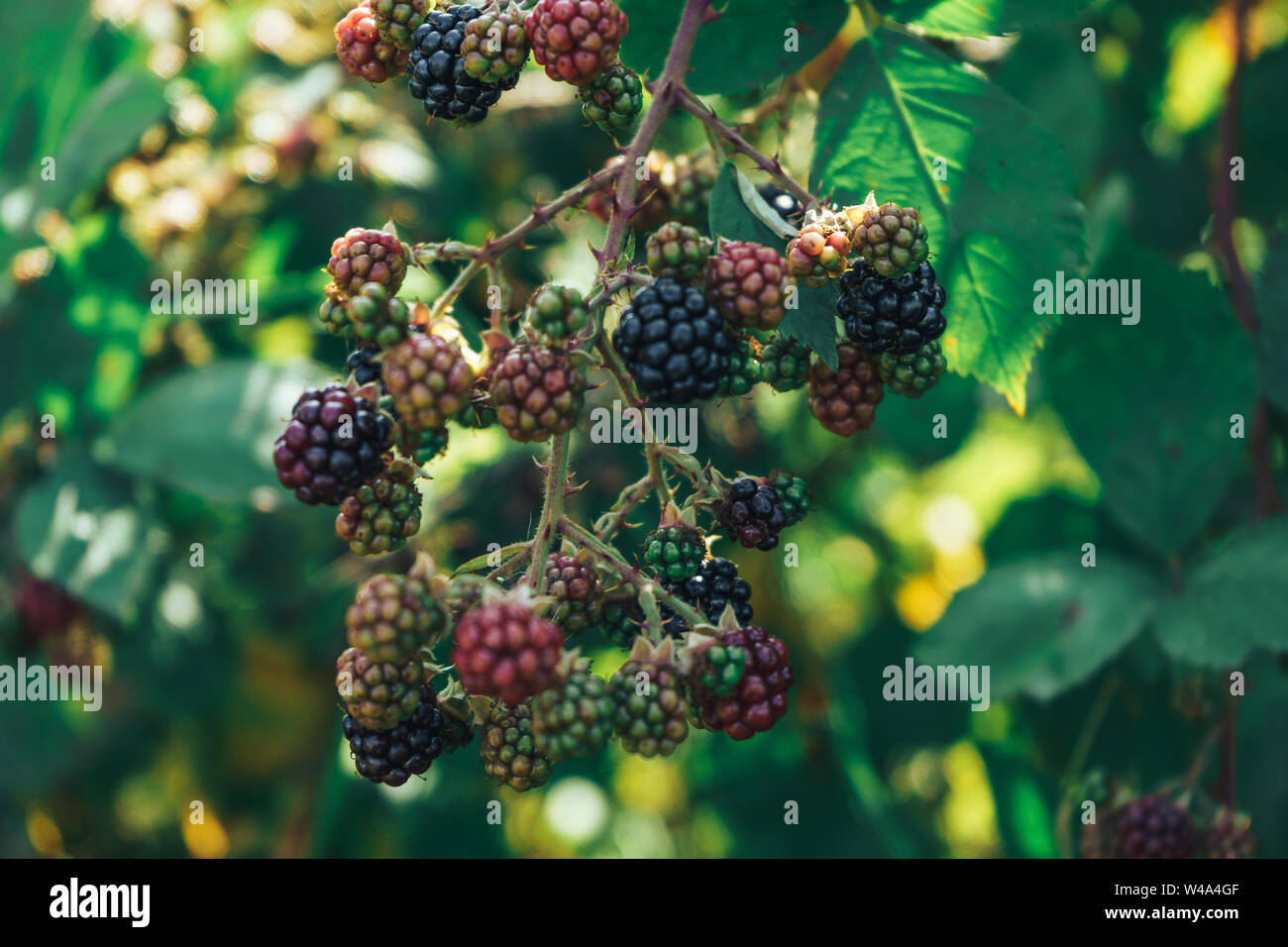 Close up of blackberries on a blackberry bush, on a farm Stock Photo ...