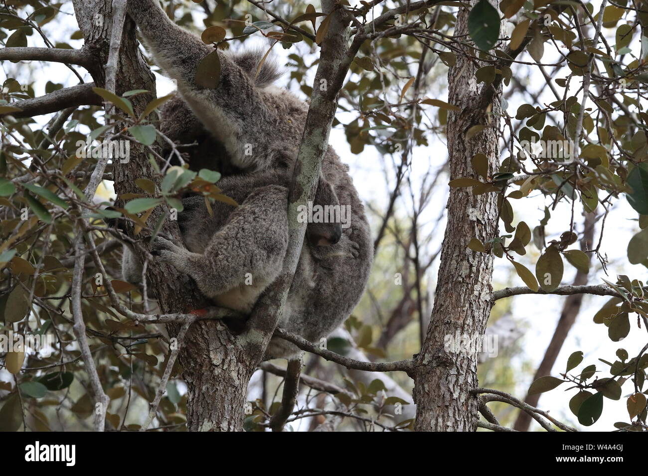 A baby koala and mother sitting in a gum tree on Magnetic Island ...