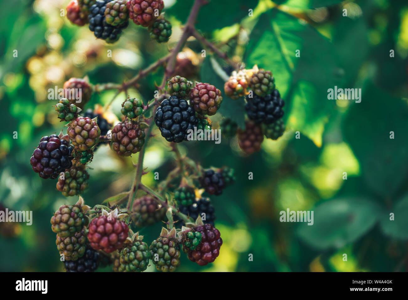 Clusters of blackberries hi-res stock photography and images - Alamy