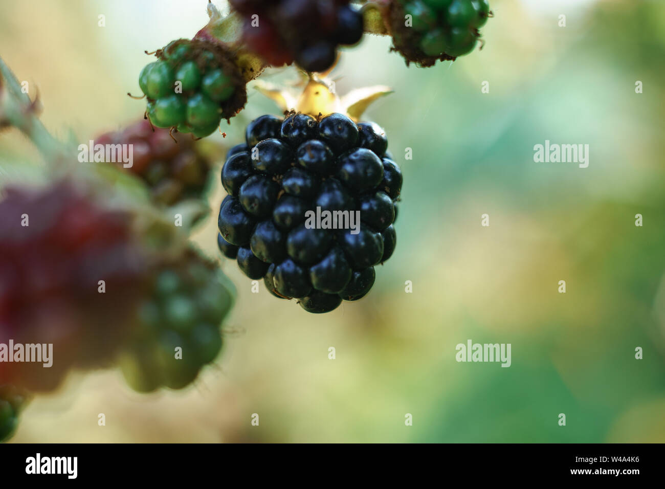 Clusters of blackberries hi-res stock photography and images - Alamy