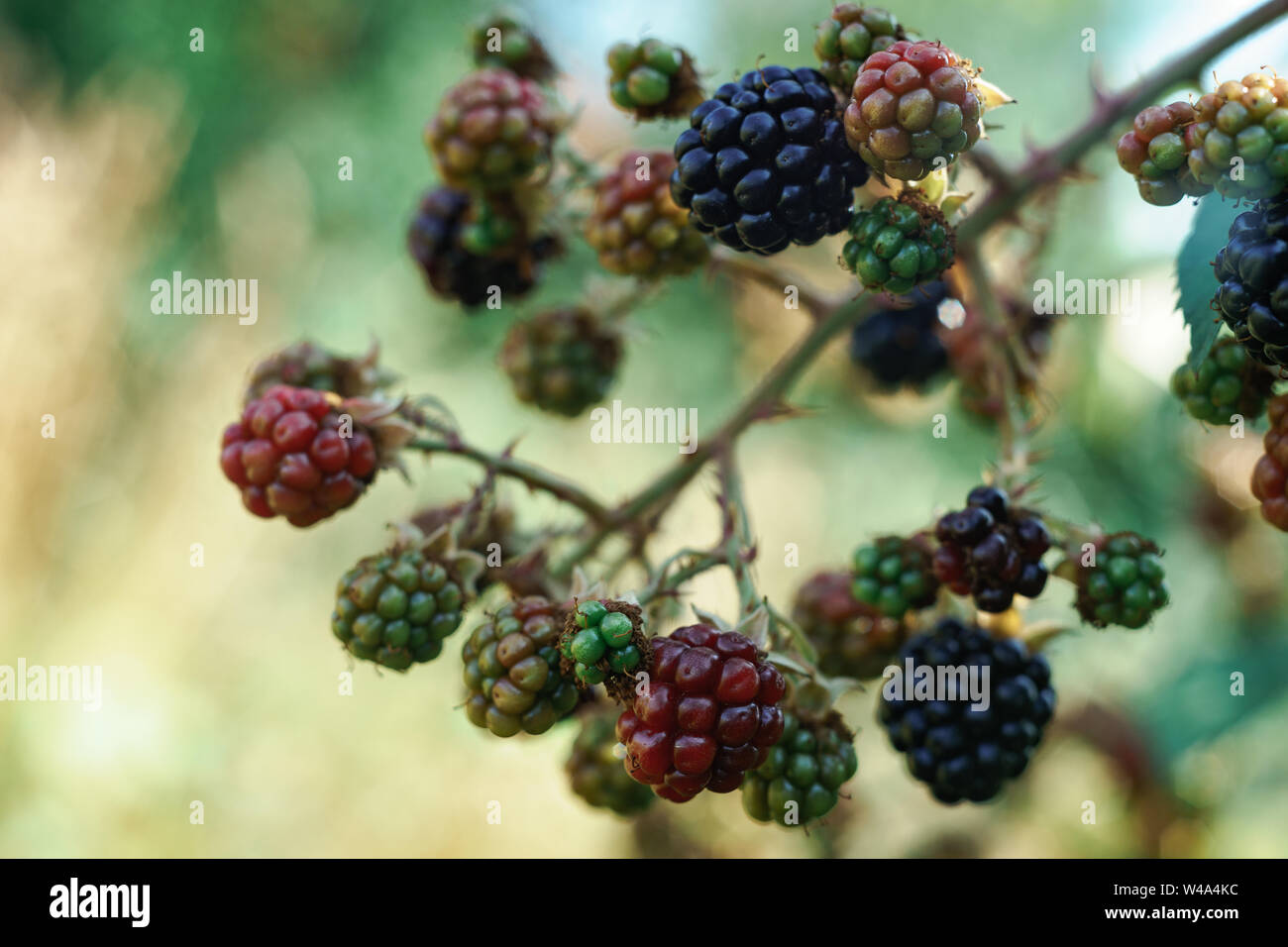 Clusters of blackberries hi-res stock photography and images - Alamy